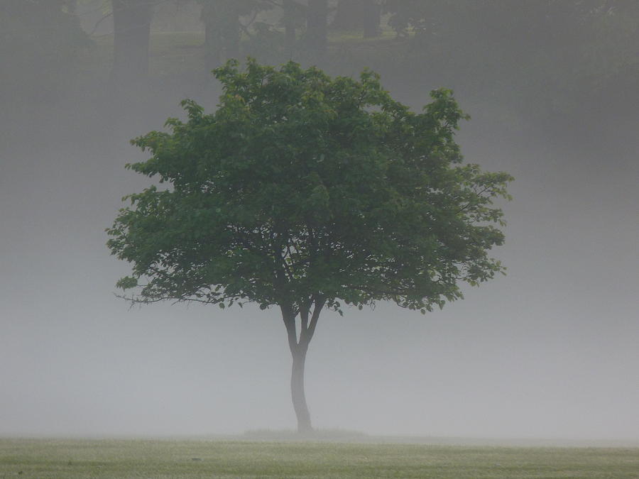 Fog Tree Photograph by Krista Keck - Fine Art America