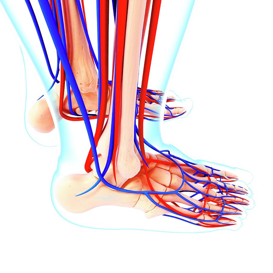 Foot Cardiovascular System Photograph by Pixologicstudio/science Photo ...