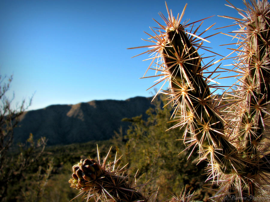 Foothills Cholla Spines Photograph by Aaron Burrows | Fine Art America