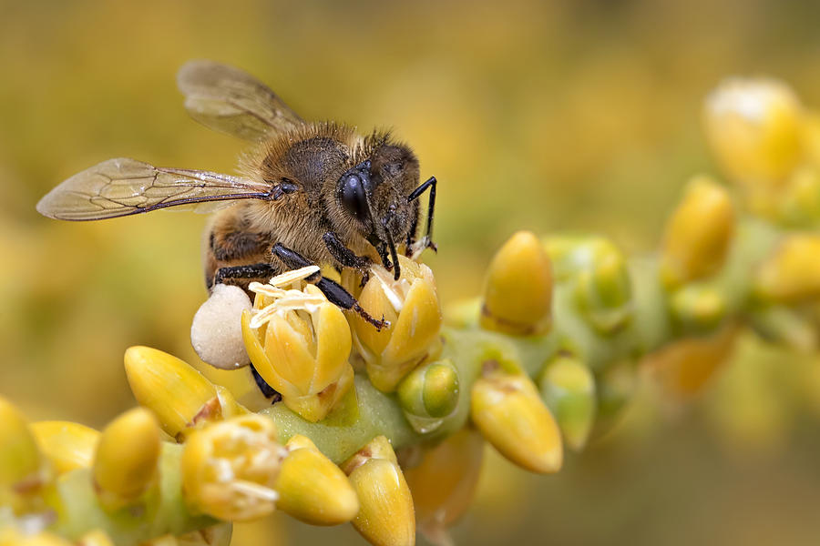 Foraging Photograph by Pip Bartlett - Fine Art America