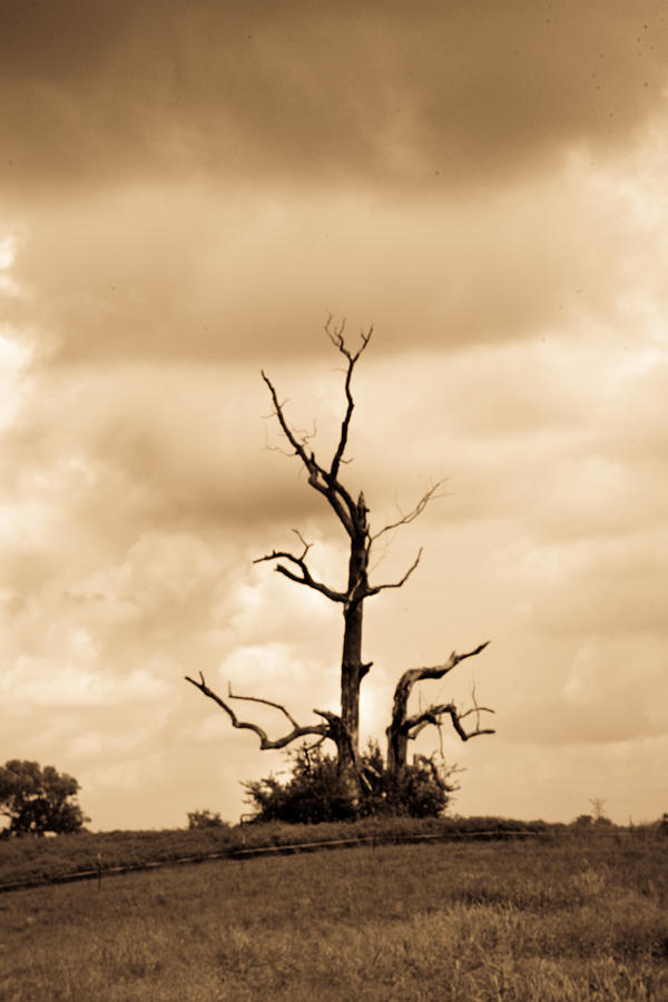 Foreboding Clouds Over Ghost Tree 1 Photograph by Douglas Barnett ...