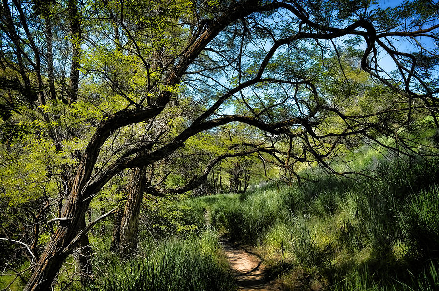 Foreboding Trees-Five Mile Trail Photograph by John Drew - Fine Art America