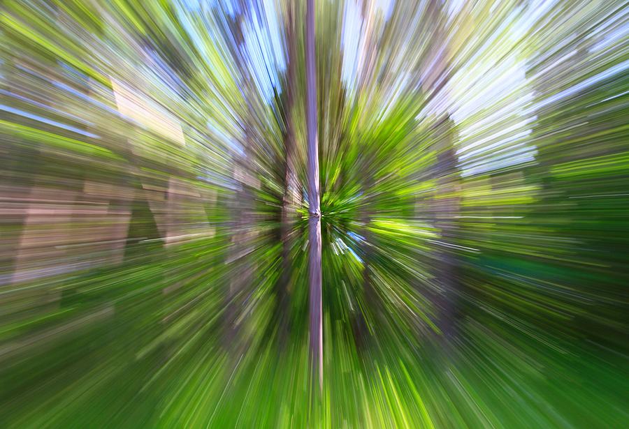 Forest Abstract 2 Photograph by Dan Sproul