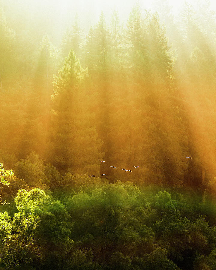 Forest And Sun Rays Photograph by Ron Koeberer - Pixels