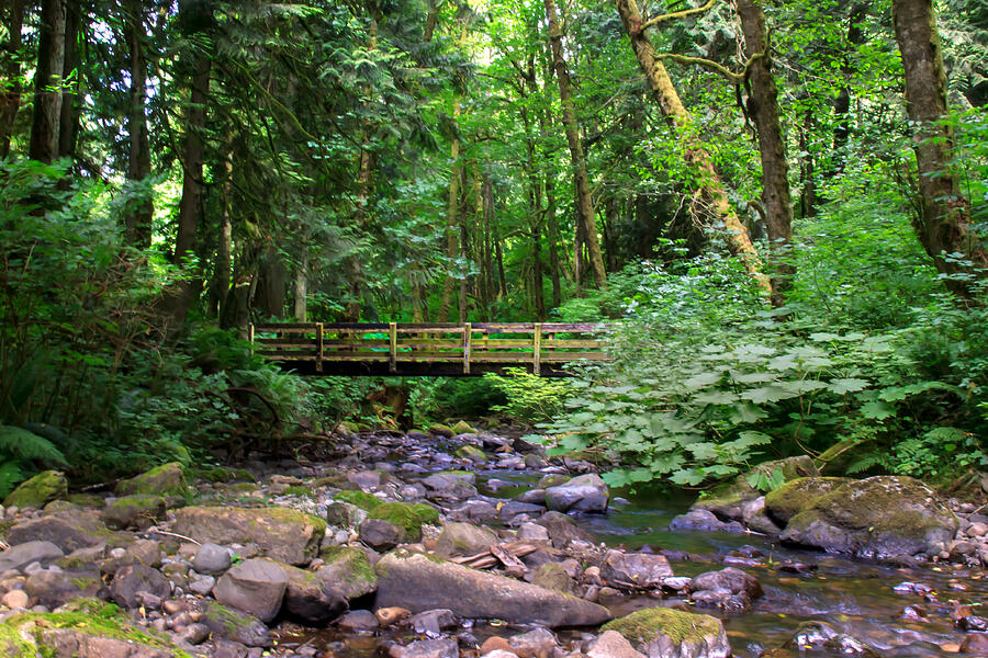 Forest Bridge Photograph by Robert Bales - Fine Art America