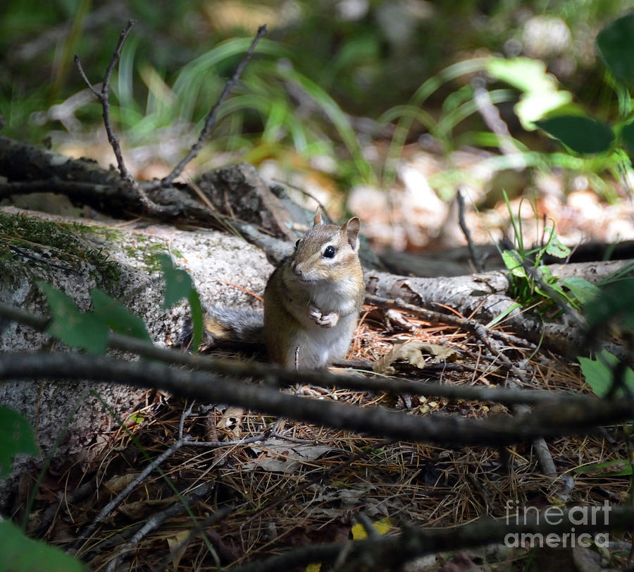 Forest Chipmunk Photograph by Terry Troupe - Pixels