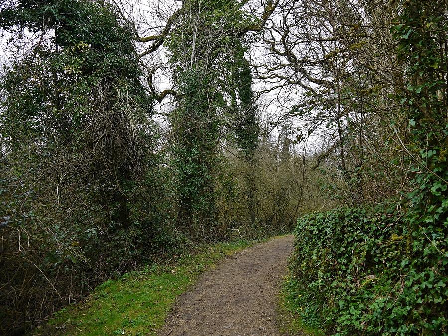 Forest Corner Photograph by Trace - Pixels