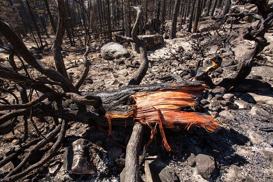 Forest Fire Photograph by Ashley Cooper