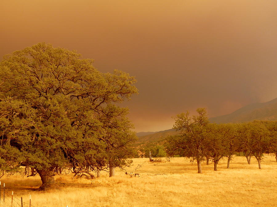 Forest Fire Smoke Oak Trees Photograph by Jeff Lowe - Pixels