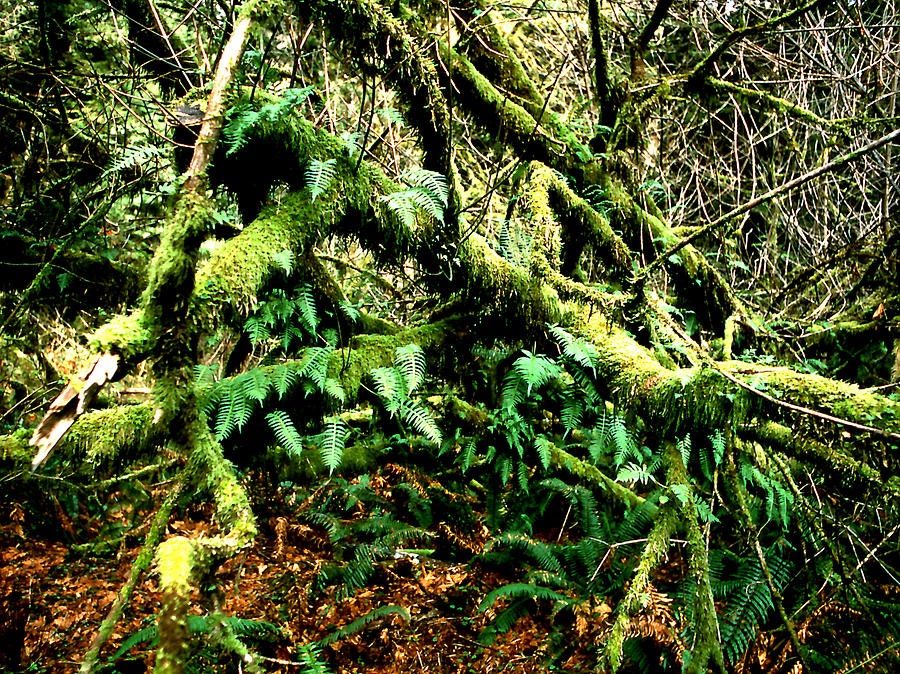 Forest Greenery Photograph by Robert Rodvik - Fine Art America