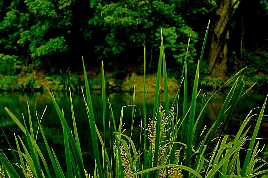 Forest Greenery Photograph by Shane Dickeson - Fine Art America