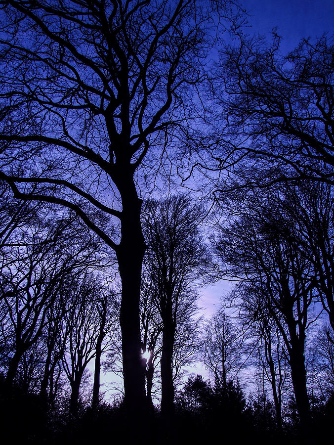 Forest in Moonlight Photograph by Gary Walker - Fine Art America