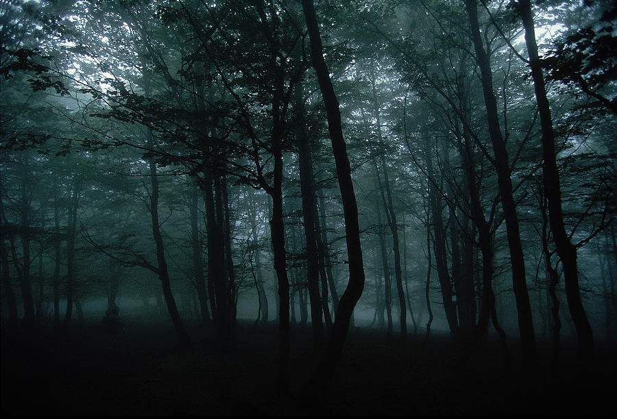 Forest In The Fog, Urbia, Spain Photograph by Joanna B. Pinneo | Fine ...