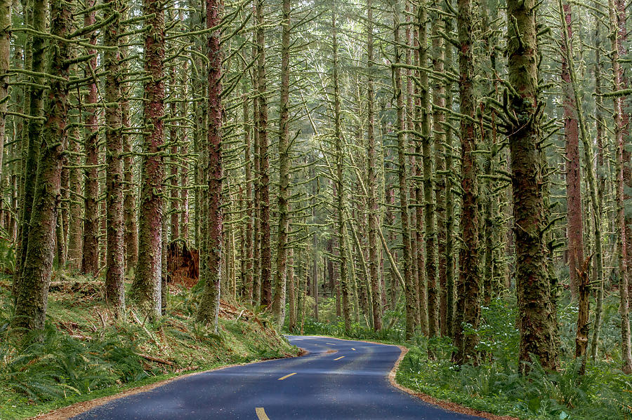 Forest Photograph by Mike Centioli - Fine Art America