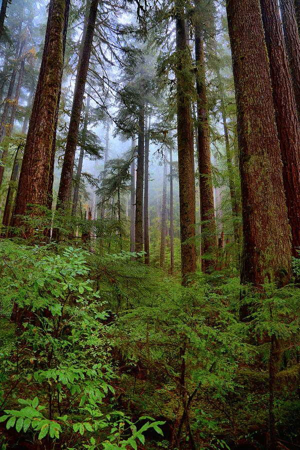 Forest Mist Photograph by David Andersen - Fine Art America