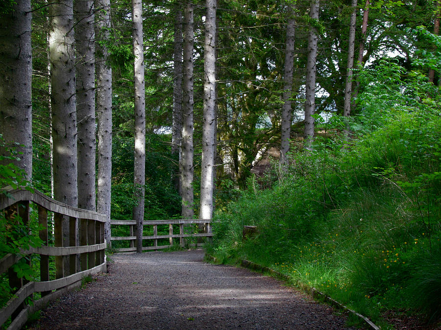 Forest Pathway Photograph by Andrew Mcdermott - Fine Art America