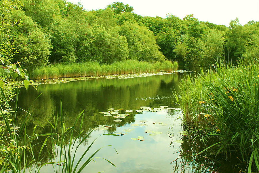 Forest Pond by Derek Knight