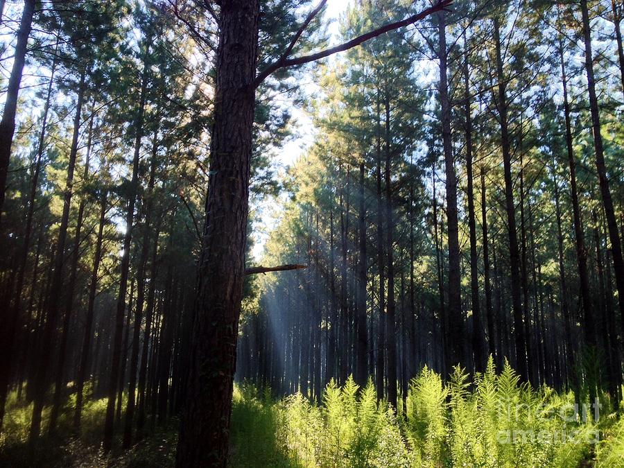 Forest Rays Photograph by Cindy Hudson - Fine Art America