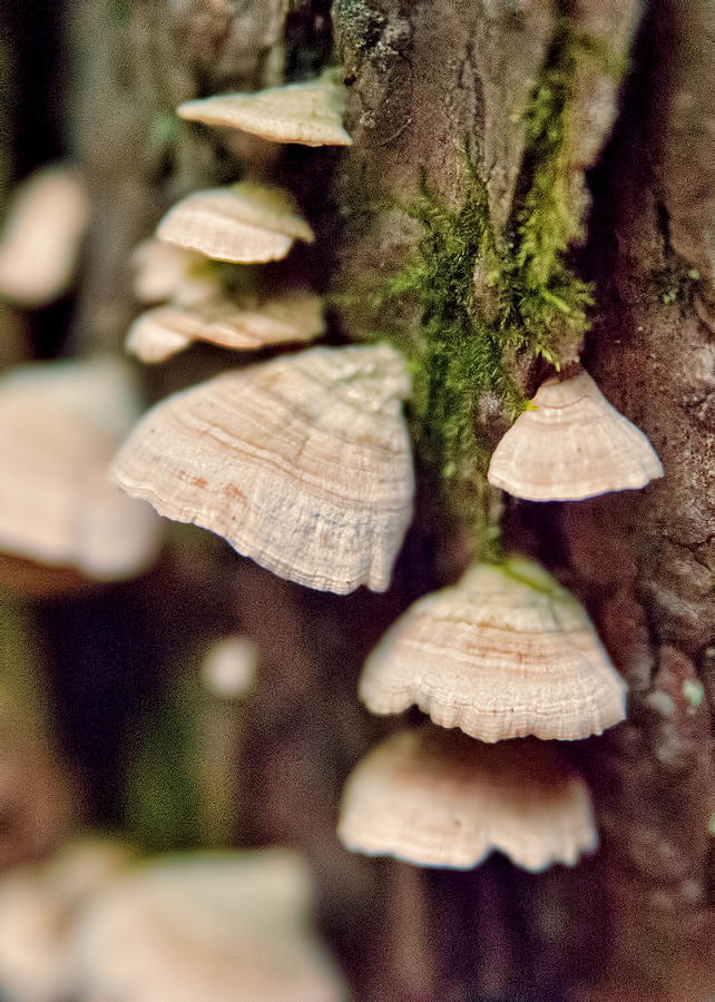 Forest Shells Photograph by Alison Graham - Pixels