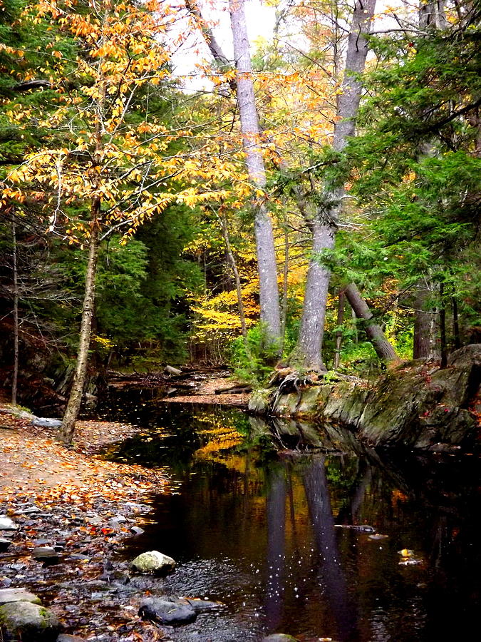 Forest Stream Photograph by Dancingfire Brenda Morrell - Fine Art America