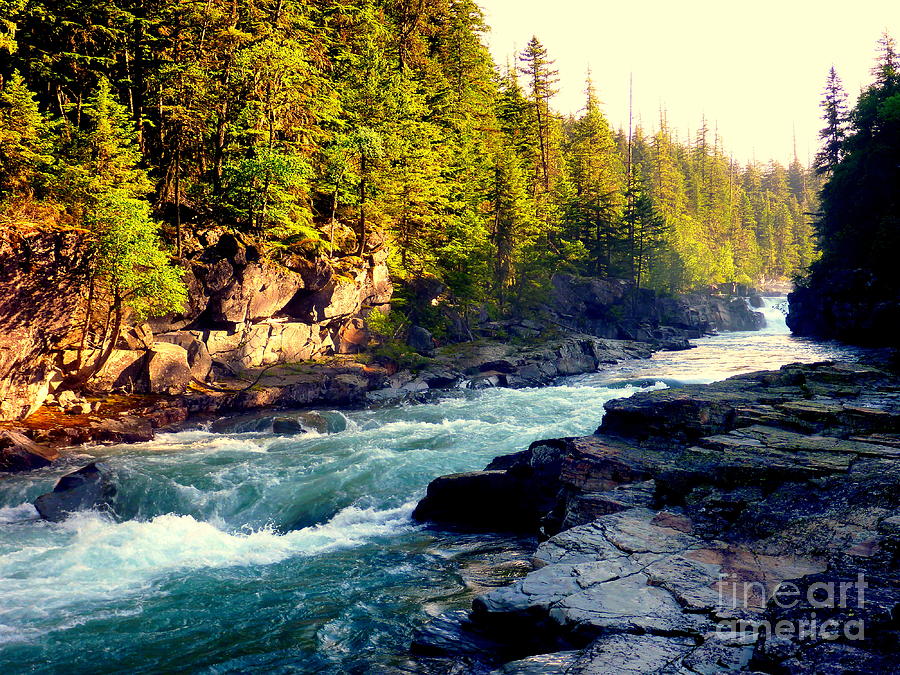Forest Stream Photograph by John Potts - Fine Art America