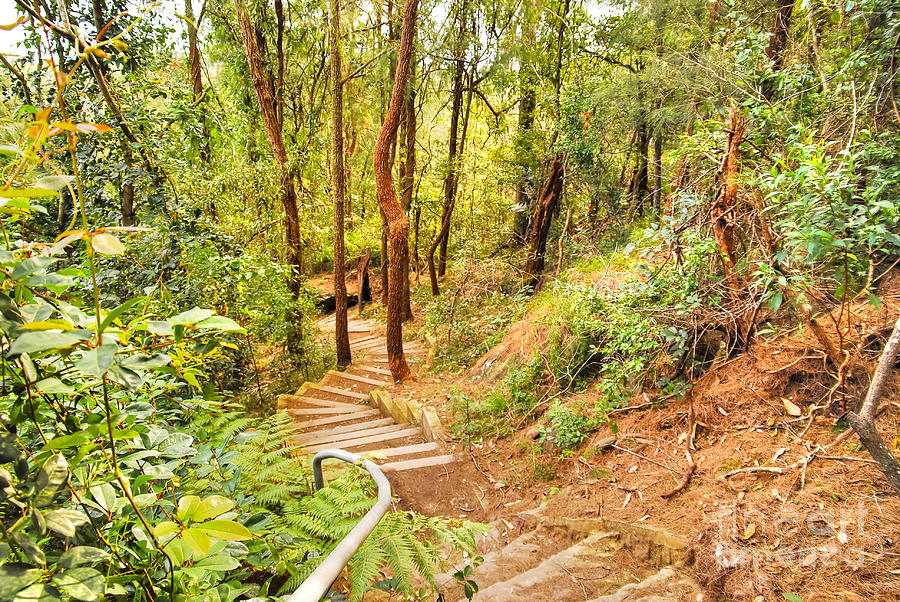 Forest Walk 12 Photograph by Christopher Edmunds | Fine Art America