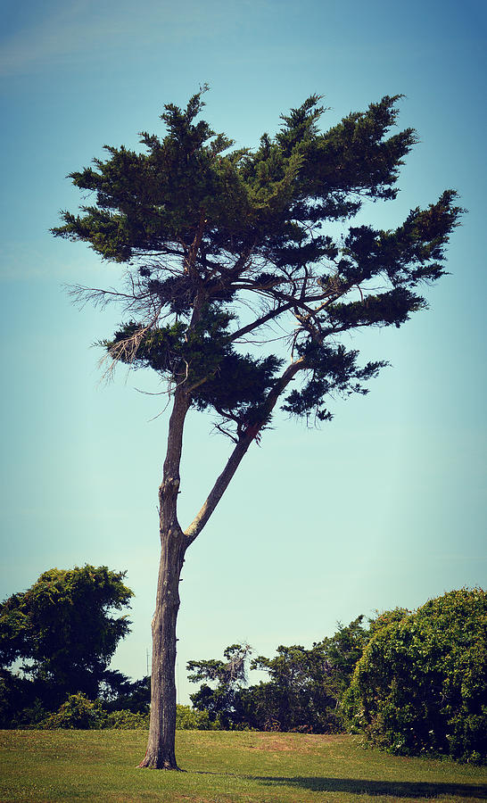 Fort Macon Tree Photograph by Natalie Brennan - Fine Art America