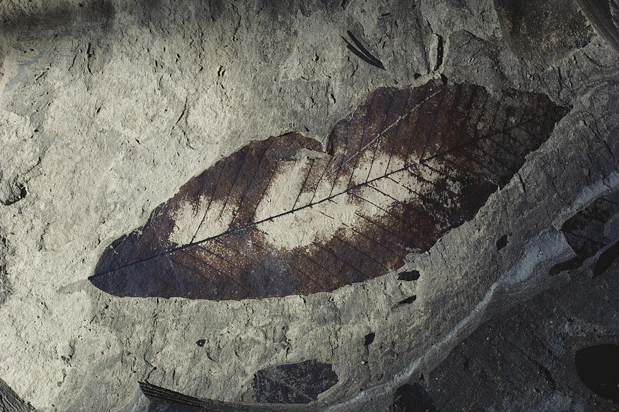 Fossil Beech Leaf Photograph by Theodore Clutter - Fine Art America