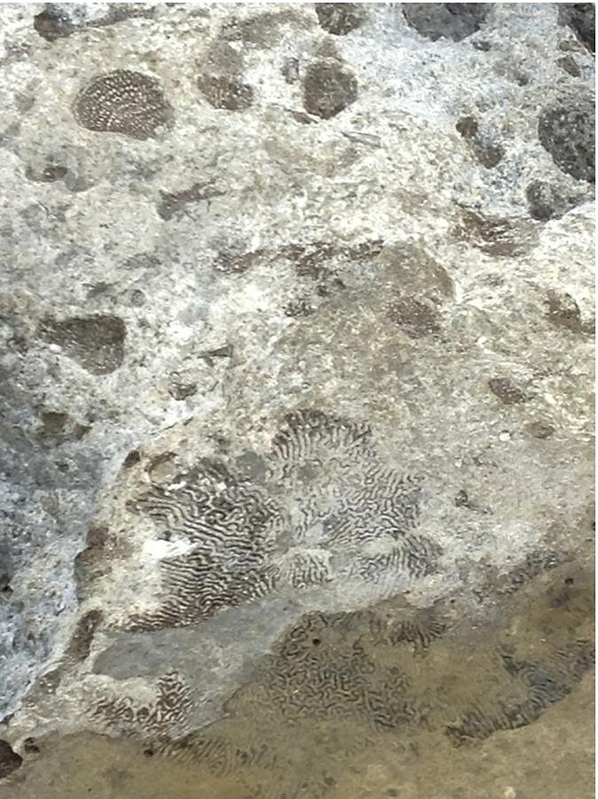 Fossil Photograph by Creation Framed - Fine Art America