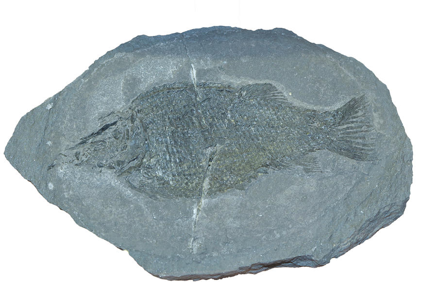 Fossil Fish (semionotus) Photograph by Science Stock Photography - Pixels