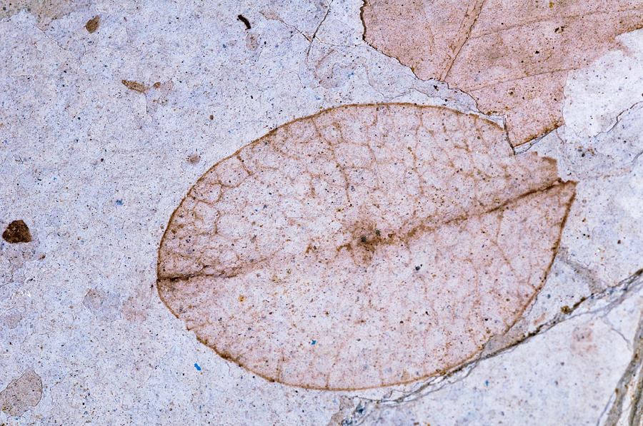 Fossil Leaf Photograph by Stuart Wilson - Fine Art America