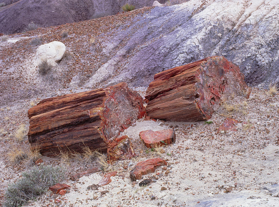Fossilised Trees In Petrified Forest National Park Photograph by Simon ...