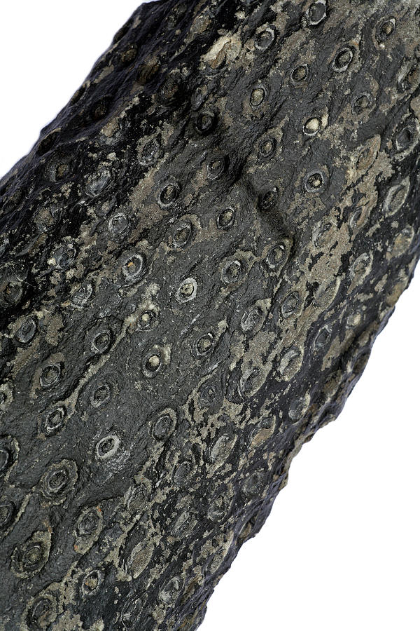 Fossilized Lycopod Tree Root Photograph by Michael Clutson/science ...