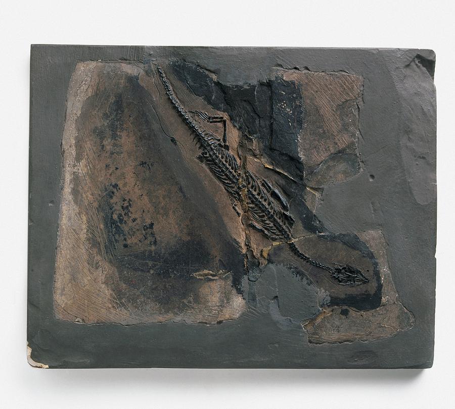 Fossilized Neusticosaurus Peyeri Skeleton Photograph by Dorling ...