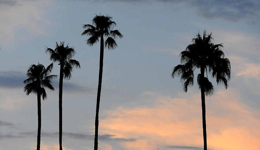 Four Palms Photograph by Mark Sullivan - Pixels