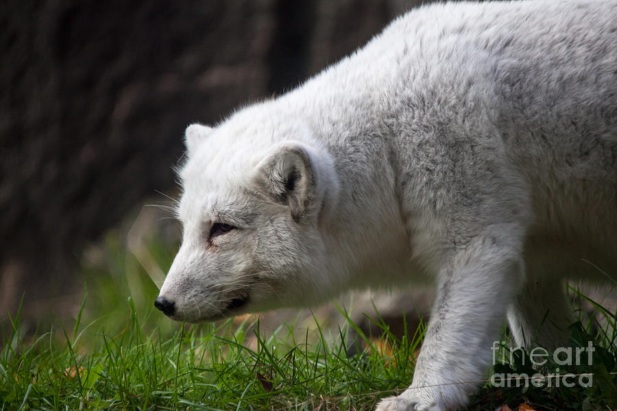 Foxy smile Photograph by Yuri Levchenko - Pixels
