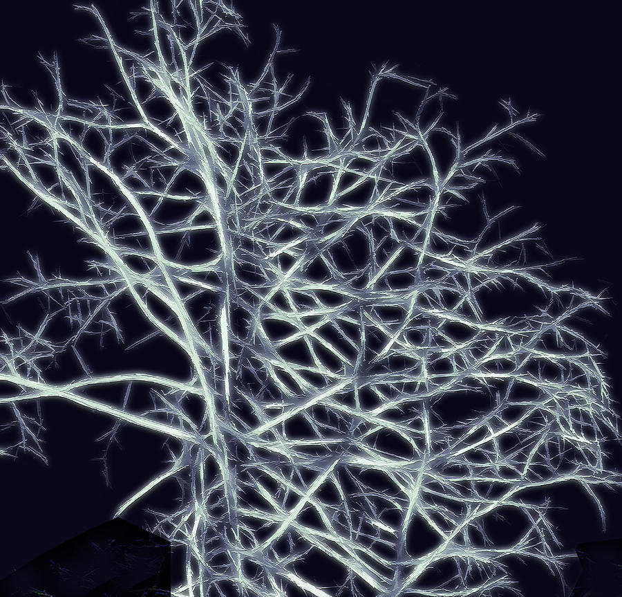Fractal Ghost Tree Photograph by Steve Ohlsen - Fine Art America