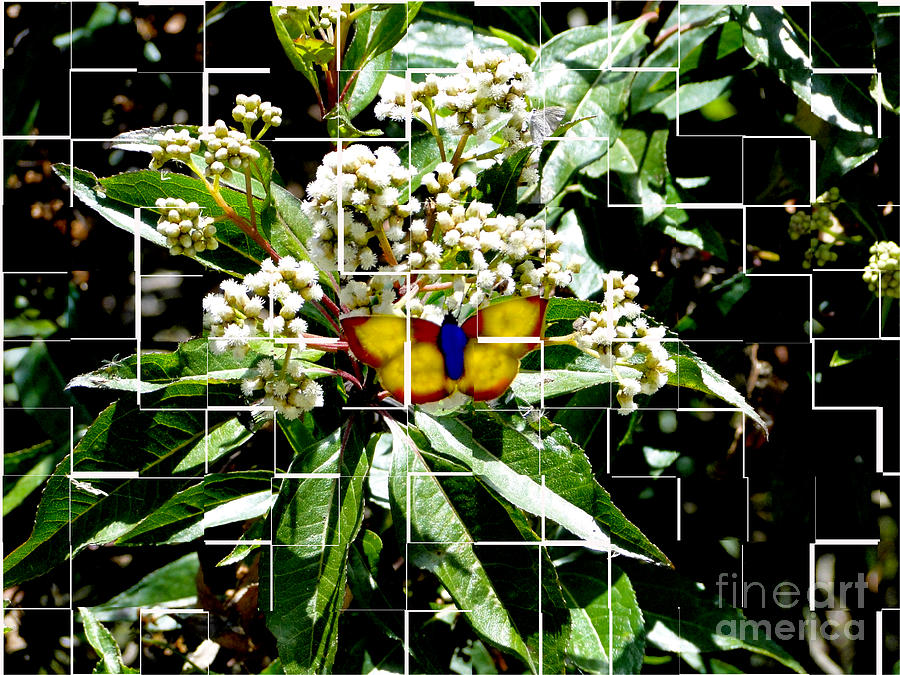 Fractured Flutterby Photograph by Al Bourassa - Fine Art America