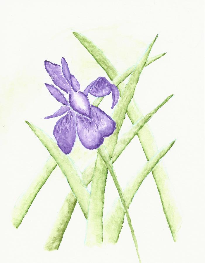 French Iris Drawing