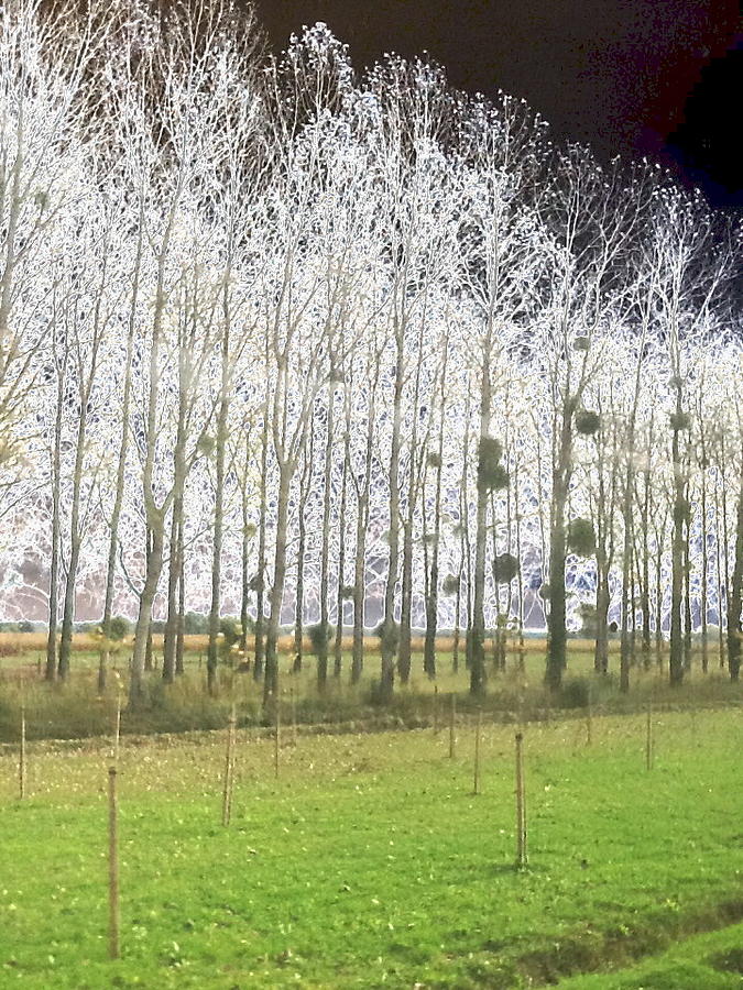 French trees Photograph by Candee Lucas - Fine Art America