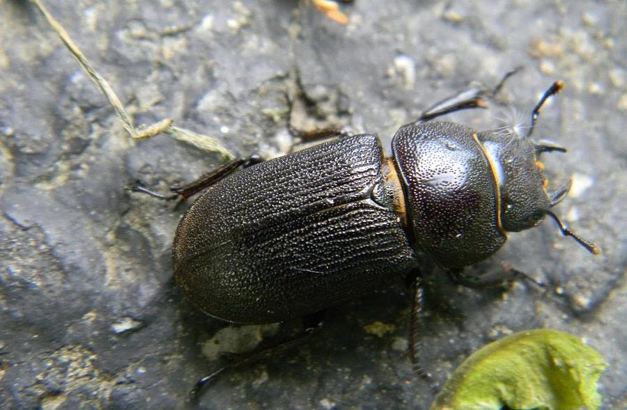 Friendly beetle Photograph by Derrick Leab - Fine Art America