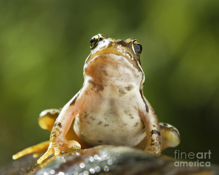 Frog Photograph by Derek Croucher - Fine Art America