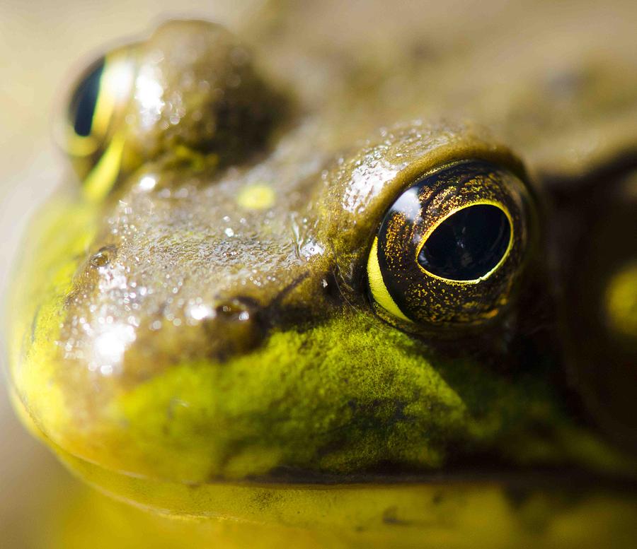 Frog Eyes II Photograph by Michael Schart - Fine Art America