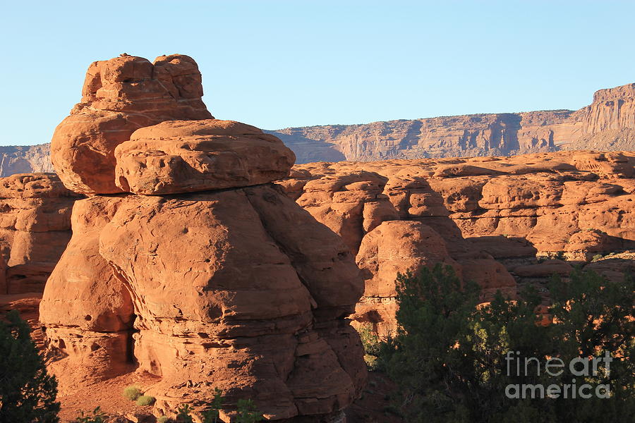 Frog Formation Photograph by Tonya Hance - Fine Art America