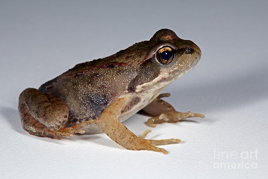 Frog Photograph by Frank Fox | Fine Art America