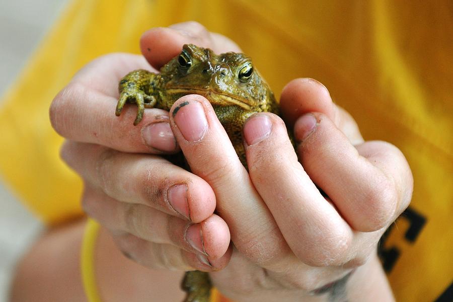Frog Hands Photograph by Barbara Stellwagen - Pixels