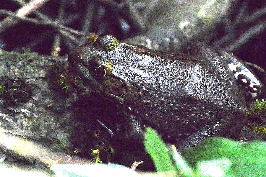 Frog on a Log Photograph by Nicki Bennett - Pixels