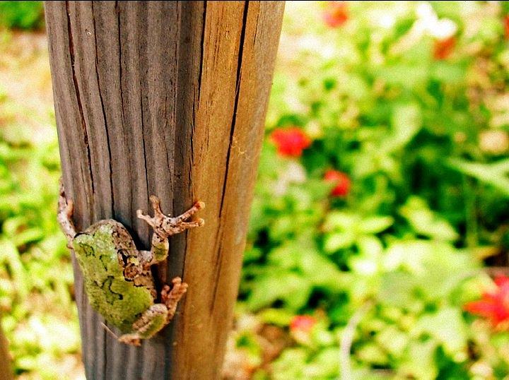 Frog on Railing Photograph by Tamara Wambach - Fine Art America
