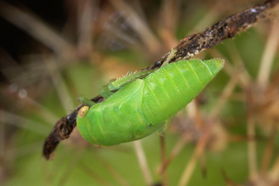 Froghopper Nymph by Sinclair Stammers / Science Photo Library