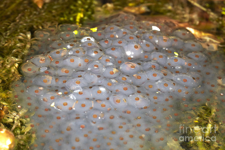 Frogspawn Photograph by Premierlight Images - Pixels